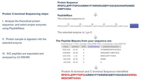 Protein Sequencing Service Mtoz Biolabs