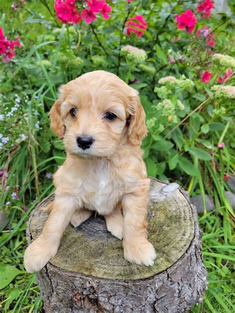 Chiots Cockapoo My Cockapoo