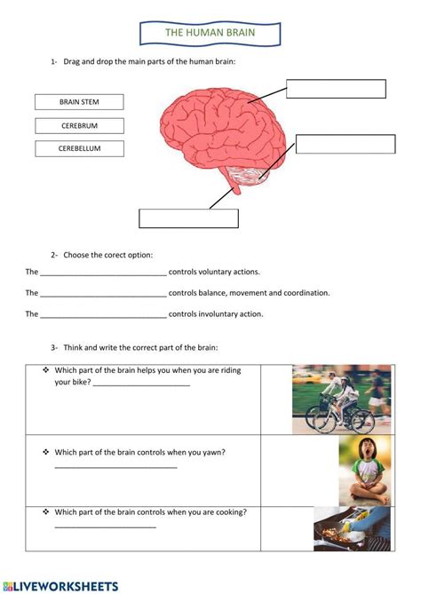Human Brain Worksheet