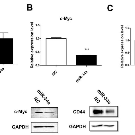 Mir 34a Targets Both C Myc And Cd44 In Umuc3 Urothelial Cancer Cells Download Scientific