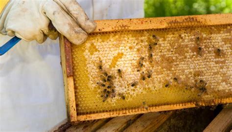 Cómo Hacer Un Panal De Abejas Guía Para Principiantes Conciencia Ecológica