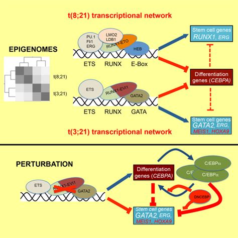 Runx1 Eto And Runx1 Evi1 Differentially Reprogram The Chromatin