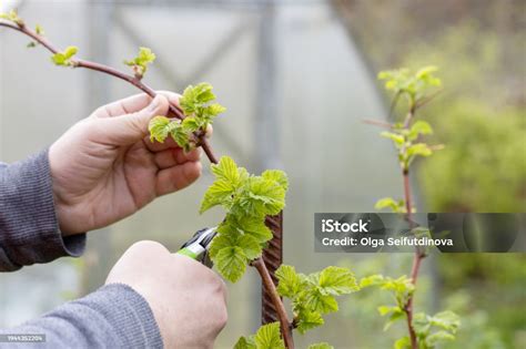 A Gardener Manually Cuts A Raspberry Bush With A Bypass Pruner Pruning Of Raspberry And