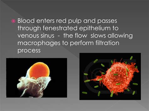 Ppt Splenic Function And Post Splenectomy Infections Powerpoint Presentation Id 9538008