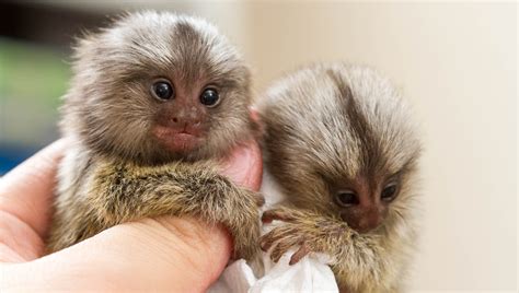 Pygmy Marmoset Monkey Facts