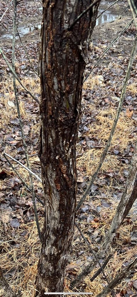 Can Anyone Help Identify This Tree R Treeidentification