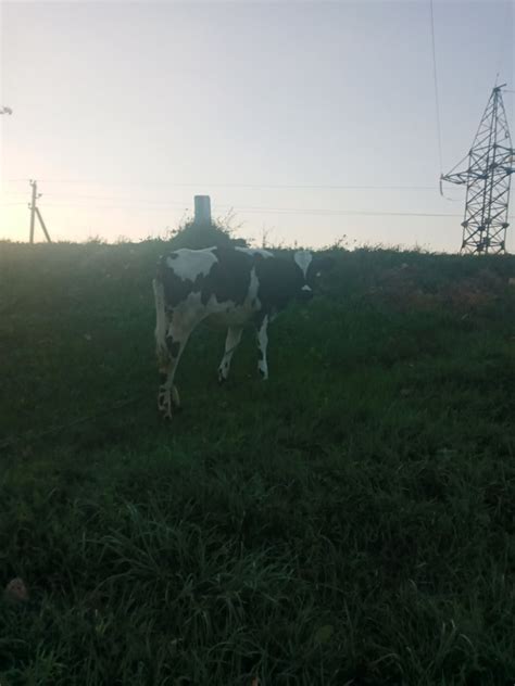 Продам 7 телят