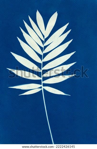 Sunprinting Cyanotype Process Skeleton Leaf Cyanotype Stock