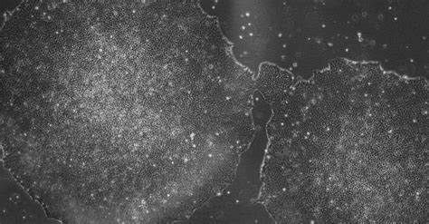 Commercially Available Stem Cell Lines 3dcf