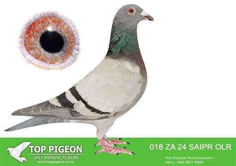 Lot 2 Bonanza Auction Za 24 Saipr Olr 018 Sireihu S 24 099935 M