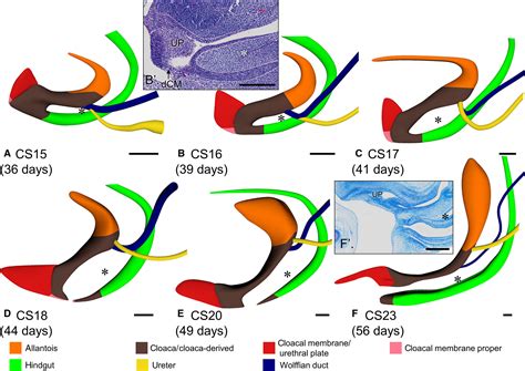 Human Cloaca