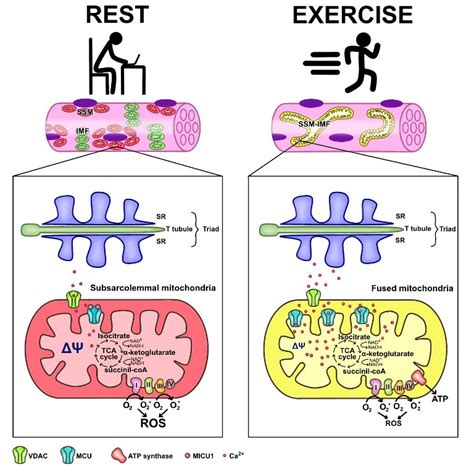 Atp Synthase Mitochondrial