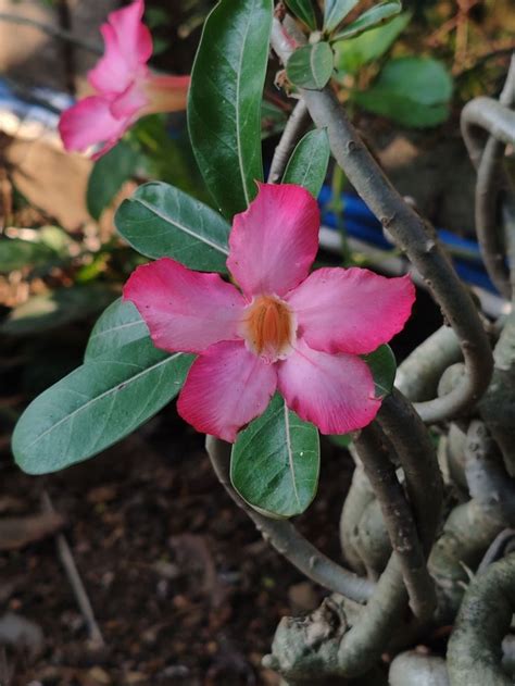 Pattern Beauty Of Pink Calachuchi Plumeria Flower In 2025