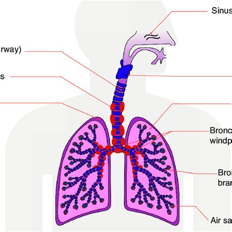 Parts Of Respiratory System