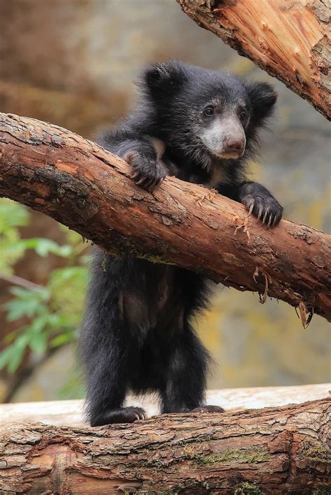 10 Reasons Why Sloth Bears Are The Cutest Artofit