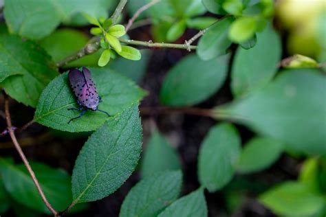 How To Kill Spotted Lanternflies With A Homemade Spray