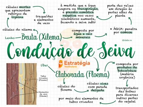 Mapa Mental Condução De Seiva Biologia Pdf