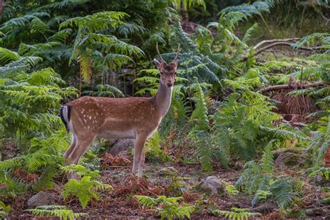 Reeën Spotten Op De Regte Heide