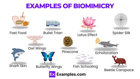 Biomimicry Examples Types Characteristics Ideas Uses