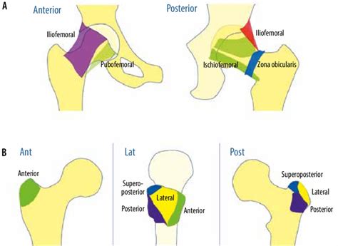 A Schematic Diagram Of The Anterior And Posterior Capsular Ligaments Download Scientific