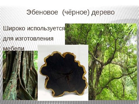 Биологические ресурсы африки кратко