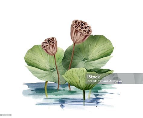 녹색 연잎과 연꽃 씨앗 머리는 물에서 자라고 수채화 그림은 흰색에 분리되어 있습니다 아시아 열대 수련 식물 갈색 씨앗 캡슐 스파와 요가 살롱 블로그 드로잉에 대한 스톡 벡터