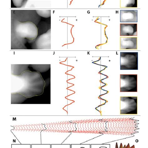 Quantifying Limb Bud Shape Over Time A The Outline Of A Young Limb Download Scientific