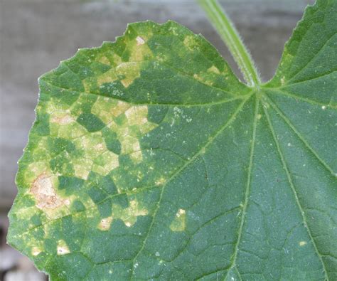 Hydrangea Diseases How To Spot Them And Combat Problems Homes And Gardens