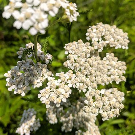 So Is Yarrow Edible