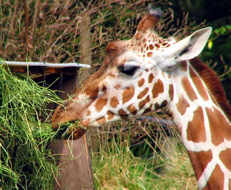 Giraffes R Us All T Wanted To See Was An Elephant A Tiger… Flickr