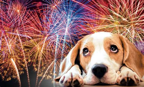 Fireworks Safety For Pets The Messenger News