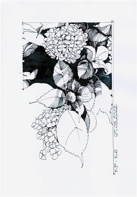 Hydrangea On Behance