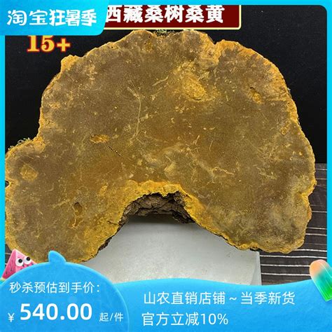 西藏桑树桑黄100g大个新货金边桑黄整枝灵芝非一斤墨脱切块 虎窝淘
