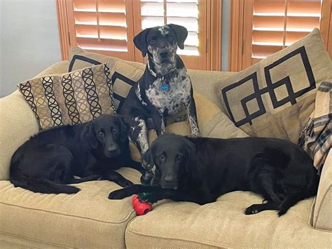 First Class Dog Rescues The Buzz Magazines