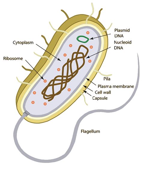 Biology Genius Prokaryote And Eukaryote Cells Genius Eukaryotic