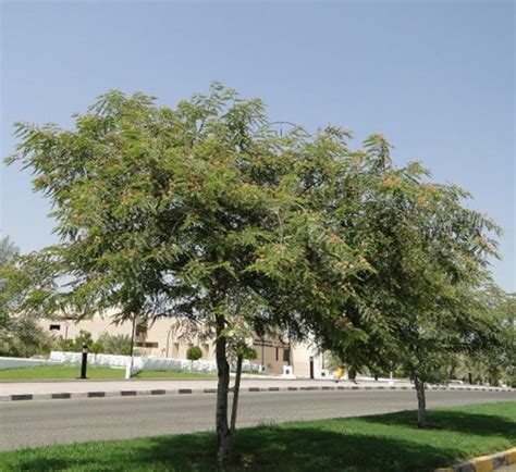 Cassia Nodosa Or Pink Shower Tree 2 5 3 0m Cacti