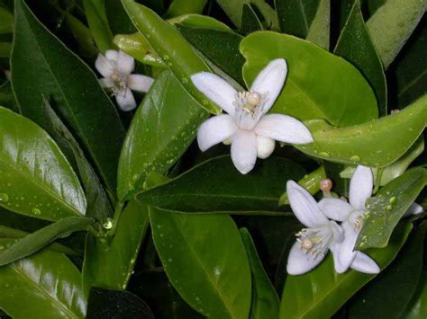 Velká Malá Země Мини энциклопедия о Чехии Маленький Ханой в Праге