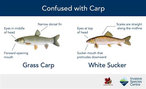 Confused With Carp Common Look A Likes Invasive Carp Canada