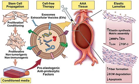 schematic summarizing a stem cell inspired approach for vascular