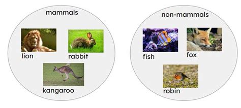 Classification Keys Ks2 Y4 Science Lesson Resources Oak National Academy