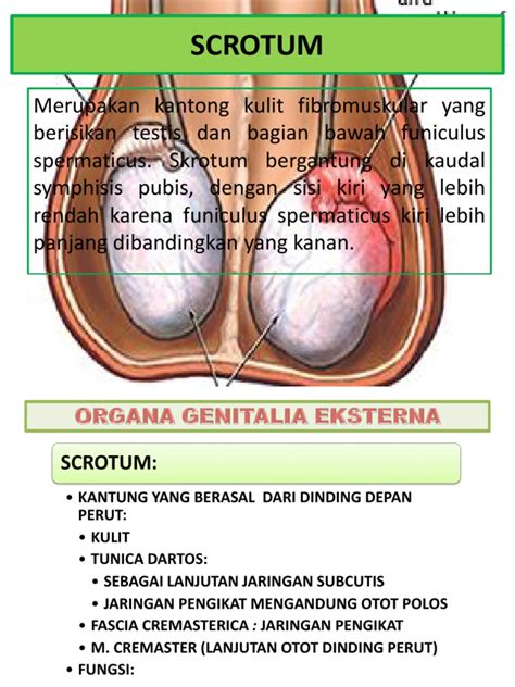Scrotum Pdf