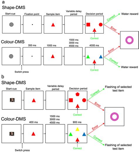 computerised delayed matching to sample task a in the dms used for