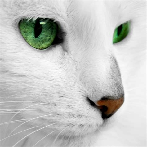 500 Cute Cat Wallpapers