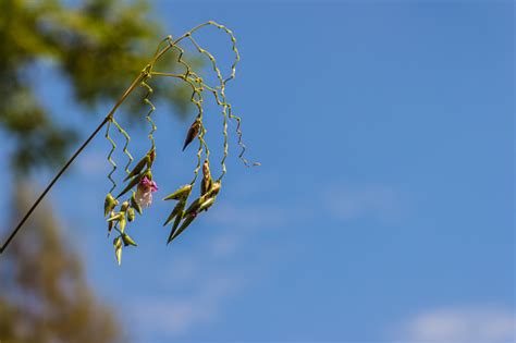 탈리 아 Geniculata 또한는 구부러진된 악어플래그 칡의 일종 물 칸 나 또는 화재깃발의 귀여운 작은 꽃 푸른 하늘 배경에 대 한 작은 보라색 꽃 0명에 대한 스톡