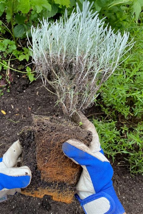 6 Reasons Why You Should Grow A Curry Plant