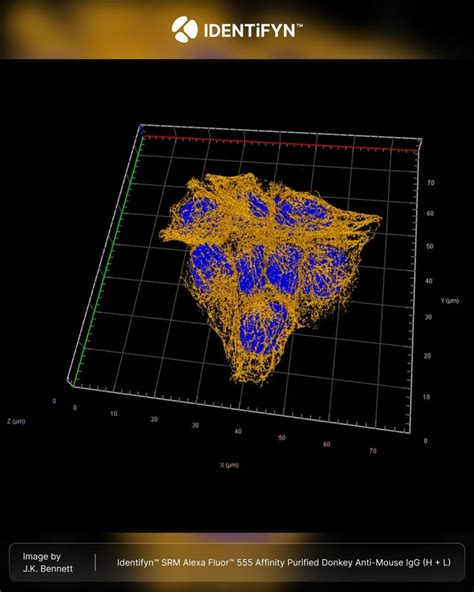 Microscopy Superresolutionmicroscopy Fluorescence Antibodies