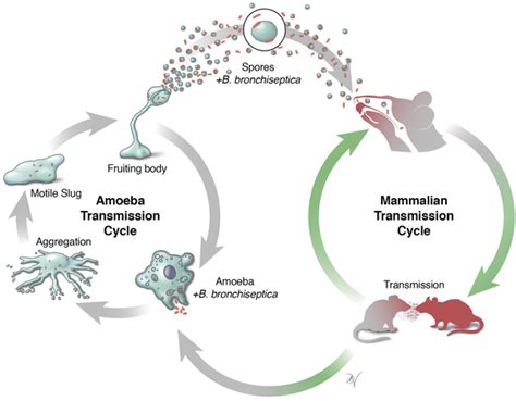 Bordetella Pertussis Bacteria Diagram