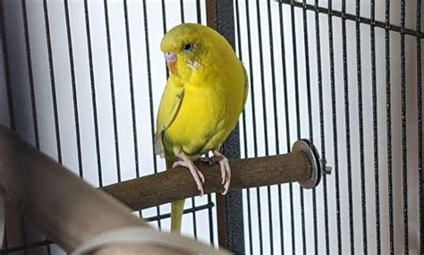 Budgie Found On Balcony Sex Juvenile Or Adult Rbudgies