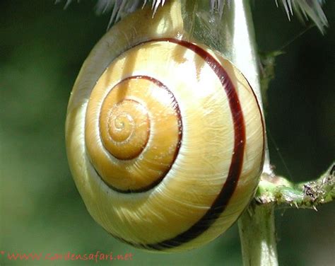 Types Of Garden Snails In Uk Fasci Garden