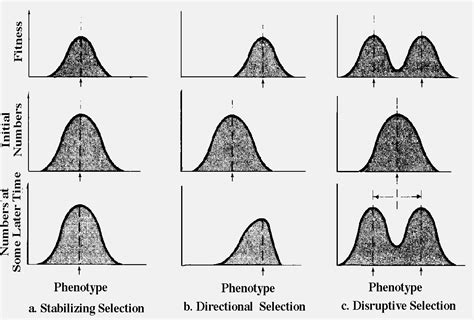 Disruptive Selection